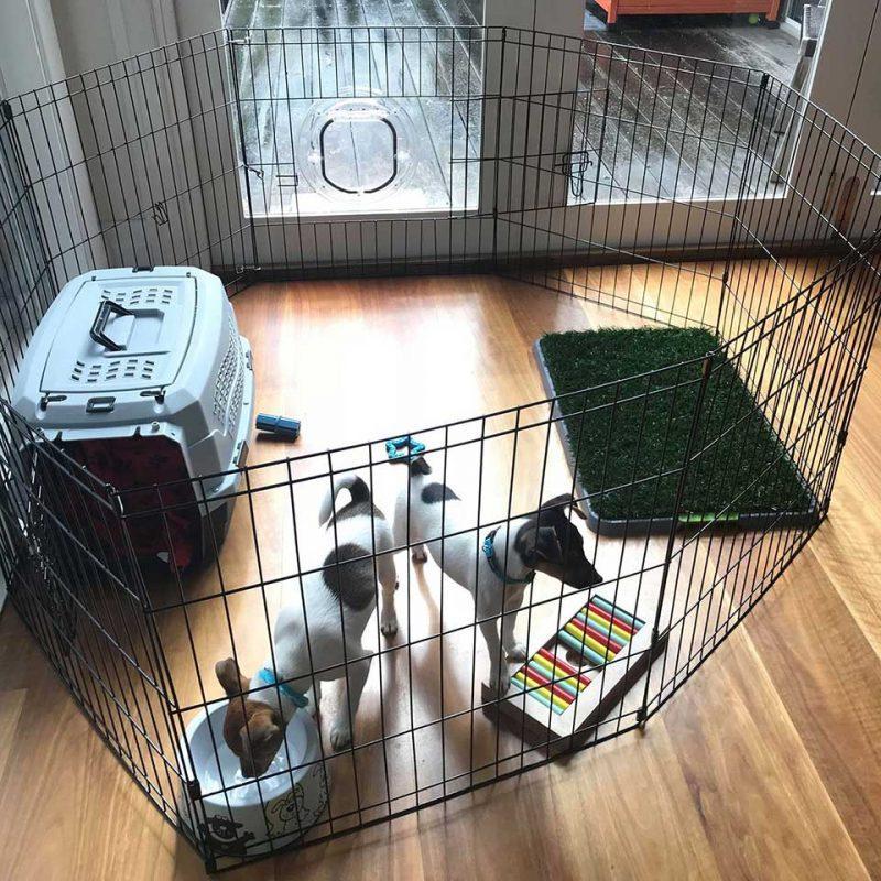 Setting Up Your Puppy For Success - Positive K9 Training