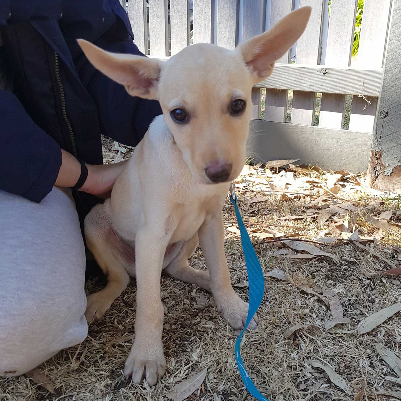 🐾 Positive Puppy School in Kew – Melbourne's Eastern Suburbs
