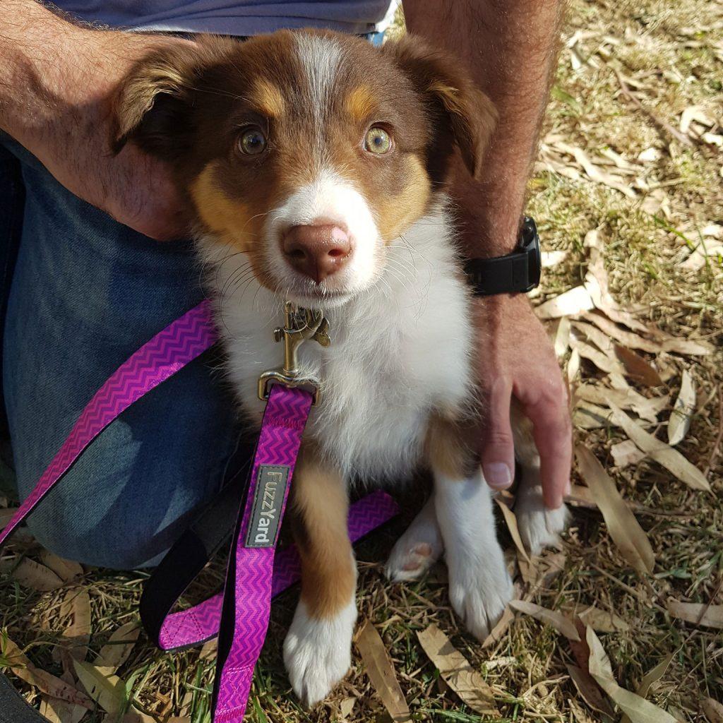 🐾 Positive Puppy School in Kew – Melbourne's Eastern Suburbs