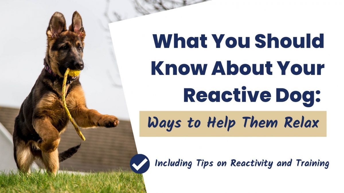 Reactive Dog Training: Helpful Tips to Help Them Relax