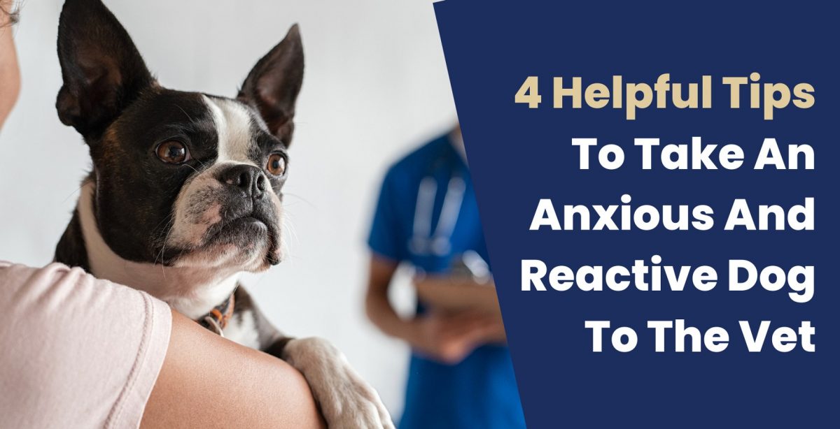 4 Tips On How To Take An Anxious Dog To The Vet