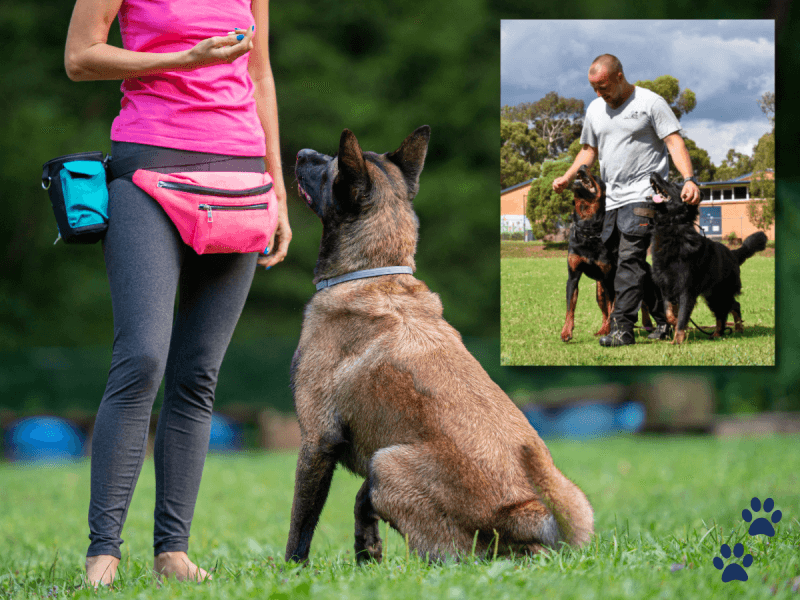 Positive and Negative Reinforcement Dog Training