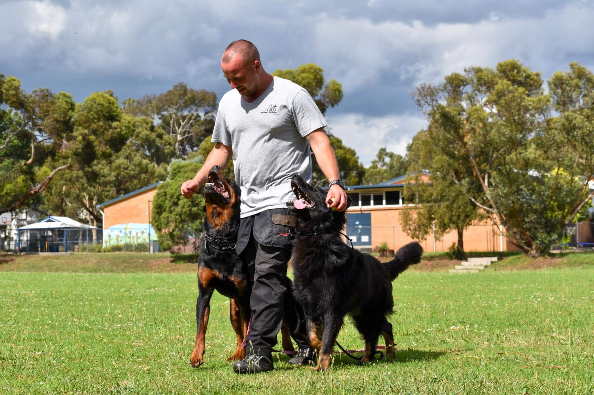 Dog Training Gold Coast- VIP In-Home Dog Training & Sport Dogs